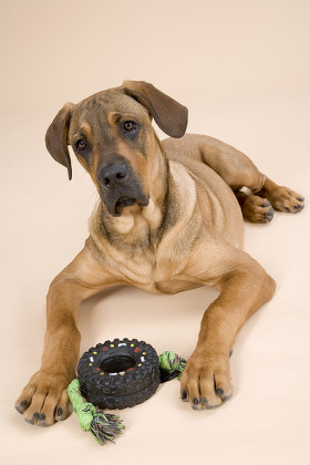 12 Boarhound Stock Pictures, Editorial Images and Stock Photos ...