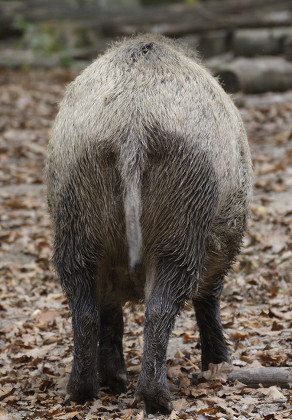 18 Animal rear end Stock Pictures, Editorial Images and Stock Photos ...