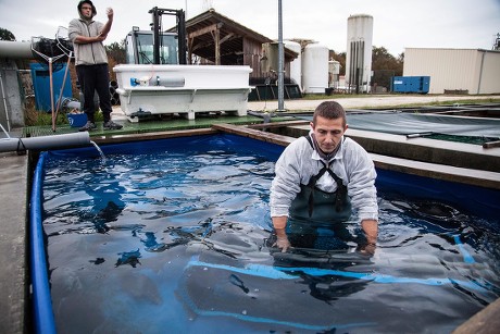 Sturgeon Caught Ahead Being Killed Editorial Stock Photo - Stock Image ...