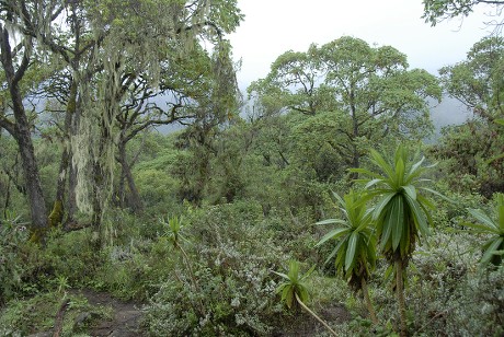 26 Kenya jungle Stock Pictures, Editorial Images and Stock Photos ...