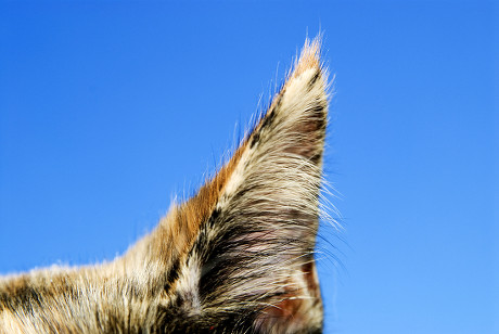 45 Cats ear Stock Pictures, Editorial Images and Stock Photos ...