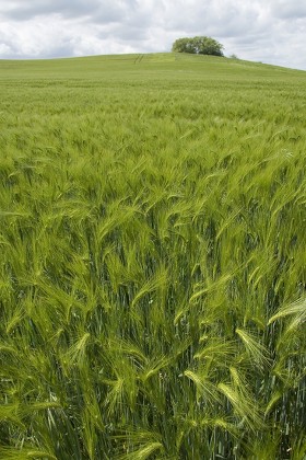 Green Grainfield Editorial Stock Photo - Stock Image | Shutterstock