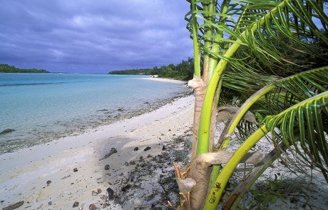 49 Muli Stock Pictures, Editorial Images and Stock Photos | Shutterstock