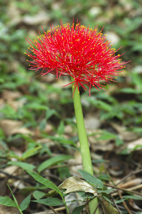 Blood Lily Haemanthus Sanguineus Editorial Stock Photo - Stock Image ...