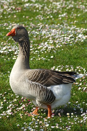Toulouse Goose Dewlap Editorial Stock Photo - Stock Image | Shutterstock