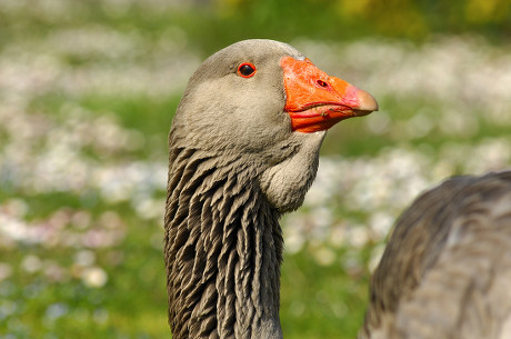 Toulouse Goose Dewlap Editorial Stock Photo - Stock Image | Shutterstock