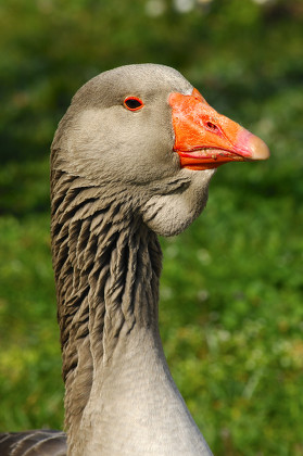 25 Dewlap Stock Pictures, Editorial Images and Stock Photos | Shutterstock