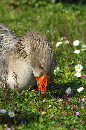Toulouse Goose Dewlap Editorial Stock Photo - Stock Image | Shutterstock