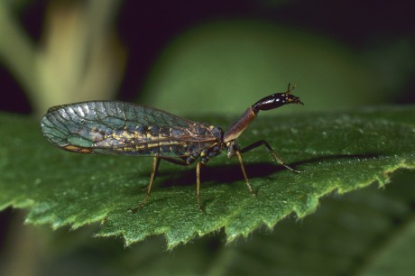 5 Raphidia Stock Pictures, Editorial Images and Stock Photos | Shutterstock
