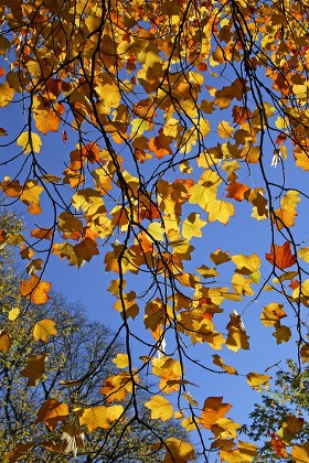 Tulip Tree Leaves Autumn Colours Colourful Editorial Stock Photo ...