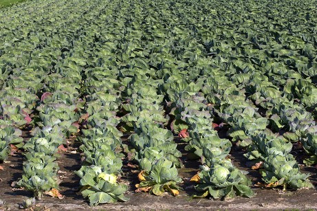 White Cabbage Cabbage Field Vegetable Brassica Editorial Stock Photo ...
