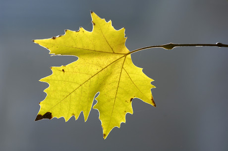 Autumn Foliage Editorial Stock Photo - Stock Image | Shutterstock
