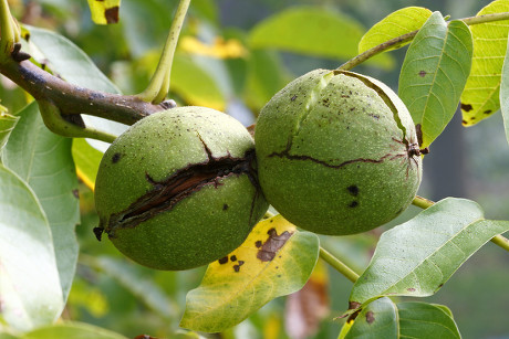 Fruit Common Walnut Juglans Regia Nuts Editorial Stock Photo - Stock ...