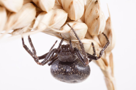 18 Corn spider Stock Pictures, Editorial Images and Stock Photos ...