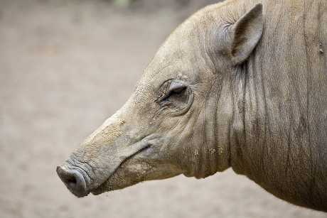 Babirusa Pigdeer Babyrousa Editorial Stock Photo - Stock Image ...