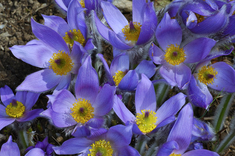41 Alpine pasque flower Stock Pictures, Editorial Images and Stock ...