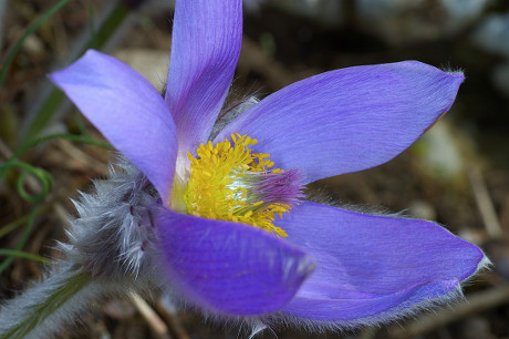41 Alpine pasque flower Stock Pictures, Editorial Images and Stock ...