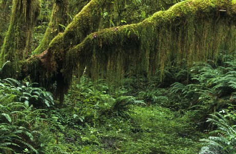 28 Swamps of the jungle Stock Pictures, Editorial Images and Stock ...