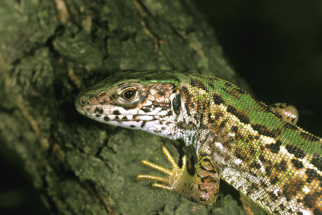 European Green Lizard Lacerta Viridis Female Editorial Stock Photo ...