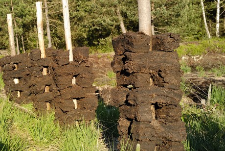 54 Drying of peat Stock Pictures, Editorial Images and Stock Photos ...
