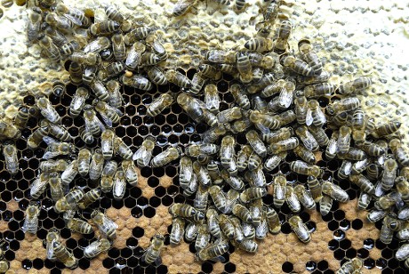 Honeycomb Bees Hatching Larvae Center Surrounded Editorial Stock Photo ...