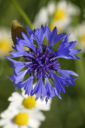Blooming Cornflower Centaurea Cyanus Front German Editorial Stock Photo ...
