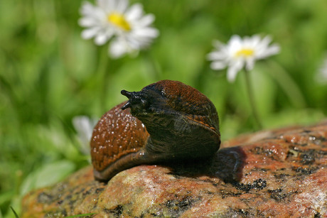 Spanish Slug Lusitanian Slug Arion Lusitanicus Editorial Stock Photo ...