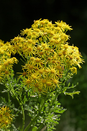 Blooming Jacobea Staggerwort Poisonous Plant Senecio Editorial Stock ...