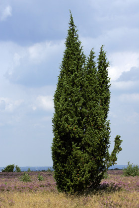 31 Juniper bushes Stock Pictures, Editorial Images and Stock Photos ...