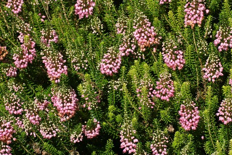 Flowering Cornish Heath Cultivar St Keverne Editorial Stock Photo ...