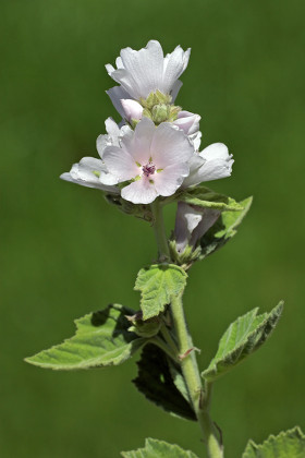 23 Althaea officinalis Stock Pictures, Editorial Images and Stock ...