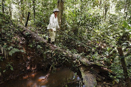 13 Jungle crossing bridge Stock Pictures, Editorial Images and Stock ...