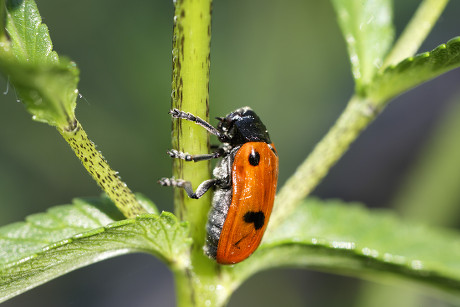 Leaf Beetle Clytra Quadripunctata Editorial Stock Photo - Stock Image ...