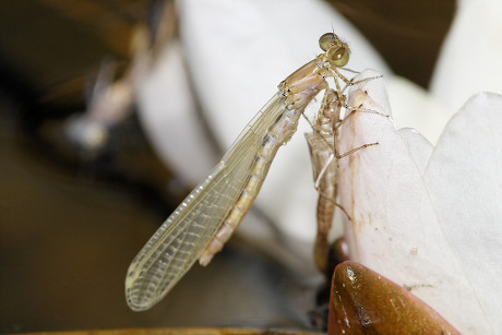 Azure Damselfly Coenagrion Sp Emerging Larvae Editorial Stock Photo ...