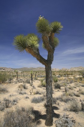 27 Dry fruit trees Stock Pictures, Editorial Images and Stock Photos ...
