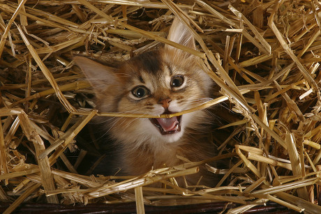 37 Crazy cat Stock Pictures, Editorial Images and Stock Photos ...