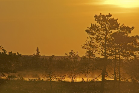 Typical Moor Landscape Near Paernu Estonia Editorial Stock Photo ...