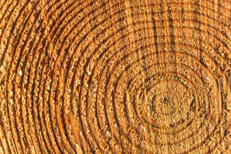 Tree Rings Pine Wood Editorial Stock Photo - Stock Image | Shutterstock
