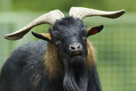 Male Goat West African Pygmy Goat Editorial Stock Photo - Stock Image ...