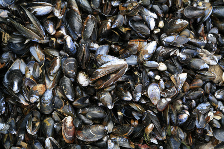 4 Baltic clam Stock Pictures, Editorial Images and Stock Photos ...
