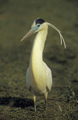 Capped Heron Pilherodius Pileatus Pantanal Brazil Editorial Stock Photo ...