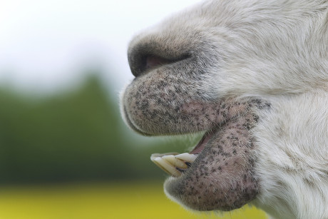 Alpaca Vicugna Pacos Dentition Editorial Stock Photo - Stock Image ...