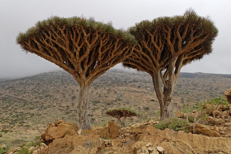 Dragons Blood Tree On Socotra Island Editorial Stock Photo - Stock ...