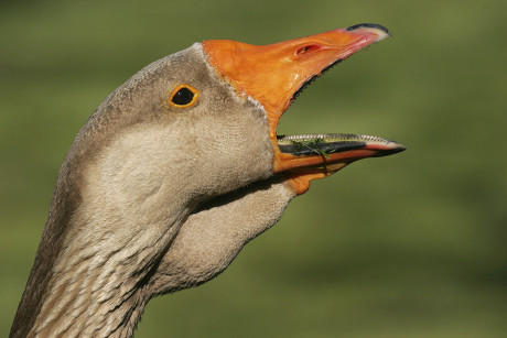 European Gray Goose Grey Goose Anser Editorial Stock Photo - Stock ...