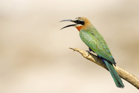 Whitefronted Beeeater Merops Bullockoides Zambezi Sambezi Editorial ...