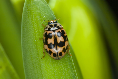 Lady Bird Propylaea Quatuordecimpunctata Editorial Stock Photo - Stock ...