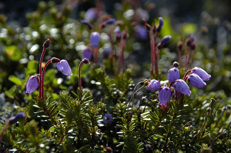 Mountainheath Phyllodoce Coerulea Eastgreenland Editorial Stock Photo ...