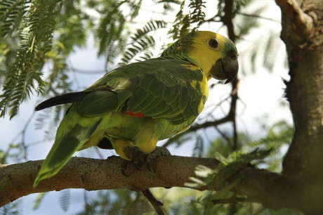 Bluefronted Amazon Amazona Aestiva Gran Chaco Editorial Stock Photo ...