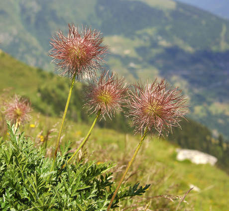 41 Alpine pasque flower Stock Pictures, Editorial Images and Stock ...