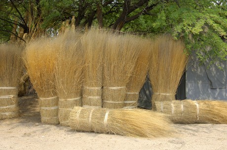17 Bundles of reed Stock Pictures, Editorial Images and Stock Photos ...